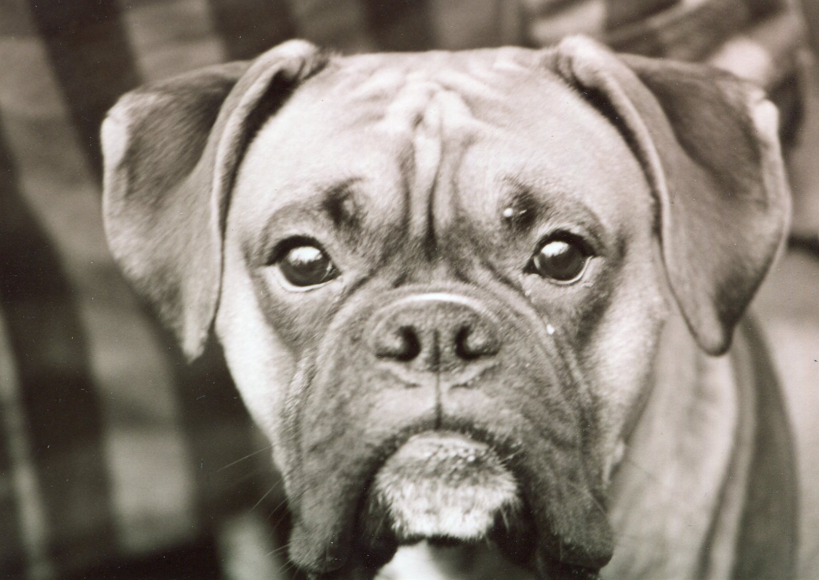 Luke the Boxer | Lisa Stowe – The Story River Blog